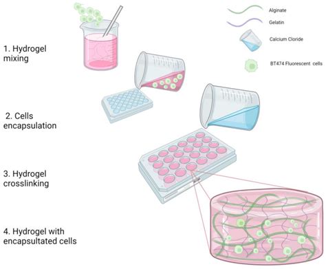 Polymers Free Full Text Embedded Living Her2 Cells In A 3d Gelatinalginate Hydrogel As An