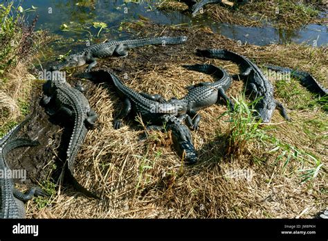 American Alligators Alligator Mississippiensis Basking Anhinga Trail