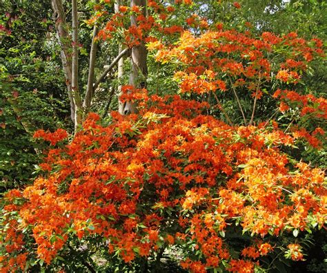 How To Prune Azaleas To Keep Them Healthy And Beautiful Homes And Gardens