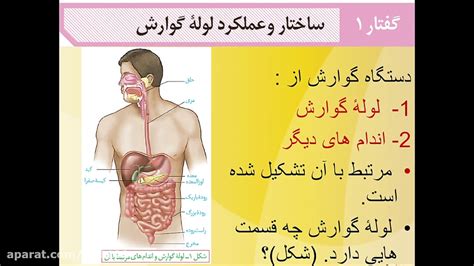 ساختار و عملکرد لوله گوارش