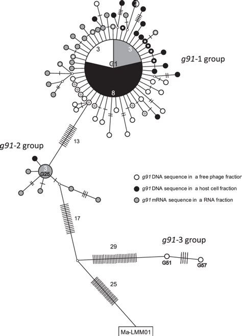 maximum parsimony network obtained using the tcs program version 1 21