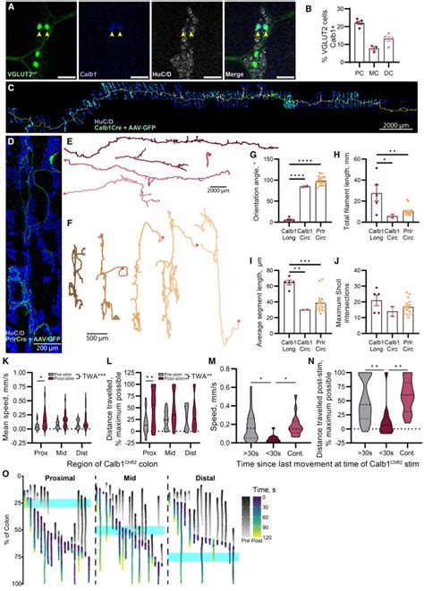 Enteric Glutamatergic Interneurons Regulate Intestinal Motility Neuron