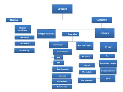 Cellular Structure Pdf