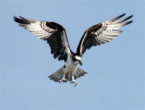 British Birds Of Prey Identification Guides Bird Spot