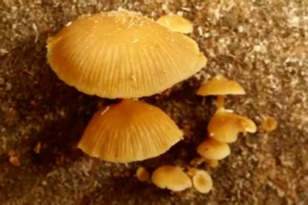 云南去年20多人吃野生菌中毒身亡剧毒野生菌不止红伞伞 凤凰网视频 凤凰网