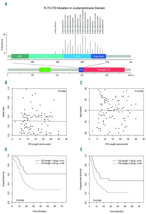 Impact Of Flt3 Itd Length On Prognosis Of Acute Myeloid Leukemia