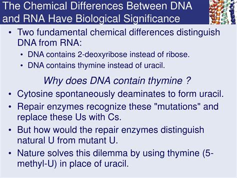 PPT Chapter 10 Nucleotides And Nucleic Acids PowerPoint Presentation