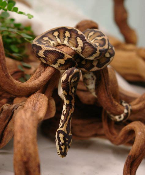 ไอเดย Carpet Python 49 รายการ ง สตวเลอยคลาน สตว