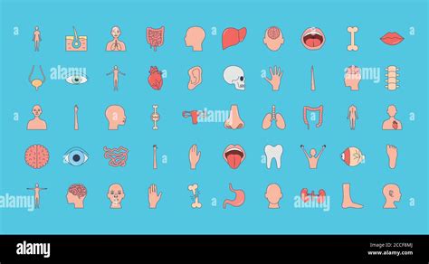 Human Body Organs And Parts Icon Set Over White Background Line Fill