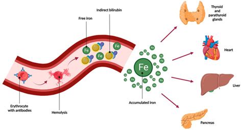 Liver Dysfunction With Severe Cholestasis And Coagulation Disorders In