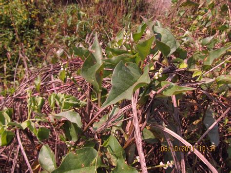 Basella Alba Eflora Of India