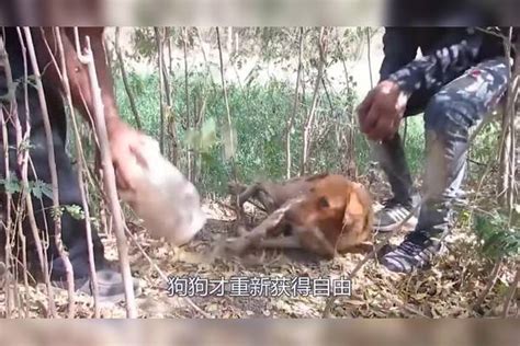 流浪狗饿成了一具“干尸”，肋骨根根分明，半只脚踏进了鬼门关！