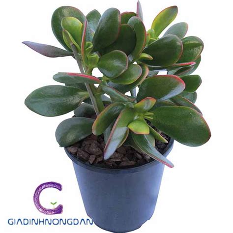 Cây Chuỗi Ngọc Bi