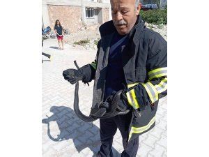 Samandağda eve giren yılanı itfaiye yakaladı