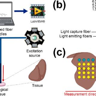 A Schematic Representation Of The Diffuse Reflectance Measurement