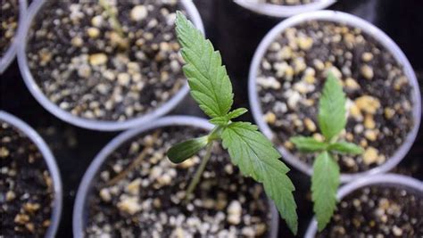 Common Signs That You Are Overwatering Your Plants By Neeitanagolli