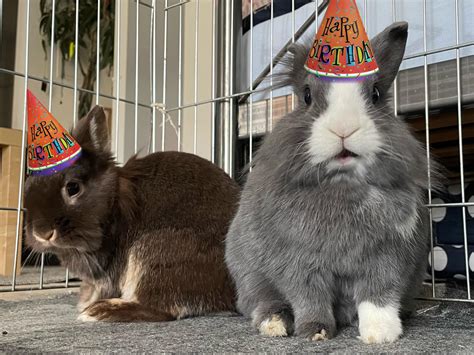 Sheriff Cub And Dr Bigwig Md Wish Zionlsnextlebron A Happy Birthday