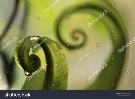 Closeup Leaf Curl Tip Birds Nest Stock Photo 1539536993 Shutterstock Closeup Leaf Curl Tip Birds Nest Stock Photo 1539536993 Shutterstock