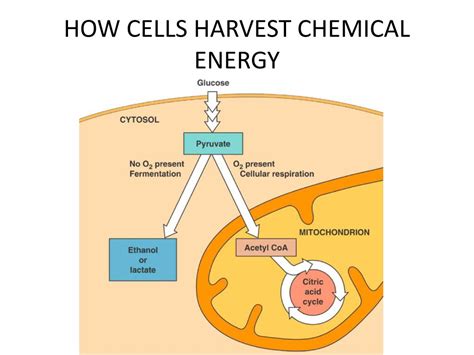 Ppt How Cells Harvest Chemical Energy Powerpoint Presentation Free
