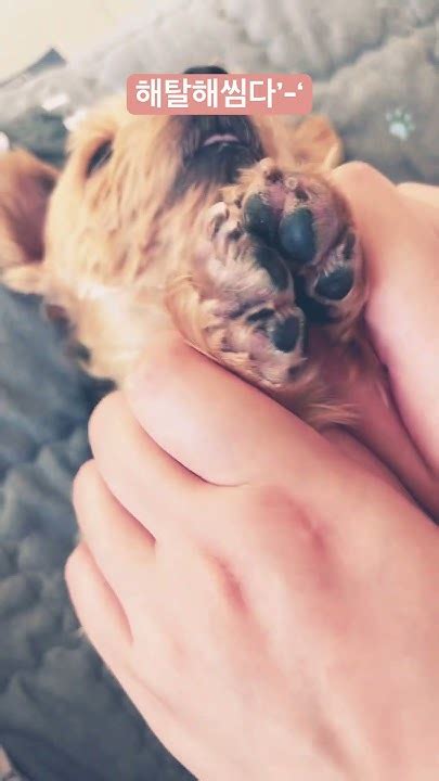 해탈한 강아지 귀여운 요키 강아지일상 놀이 Youtube