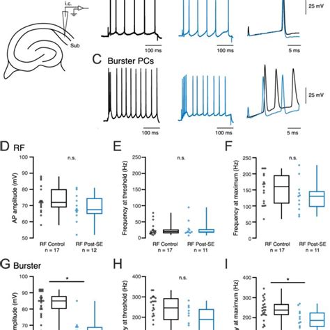 Subicular Burster Neurons Undergo A Decrease In Intrinsic Excitability