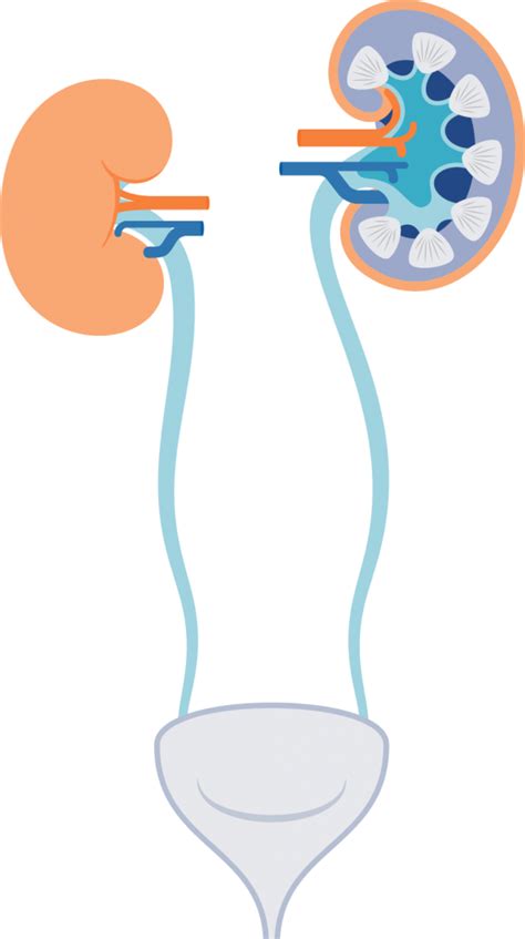 Download Human Urinary System Illustration