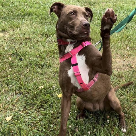 Asheville Humane Societys Longest Staying Dog Finds Furever Home