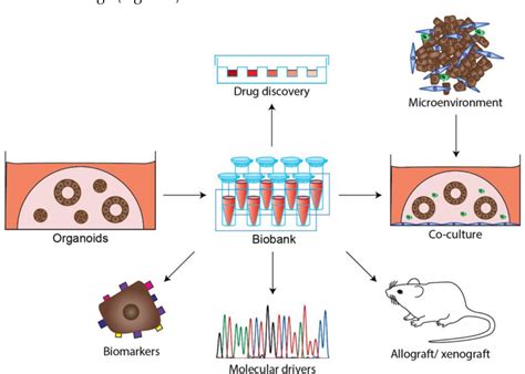 Figure 4 From The Diverse Applications Of Pancreatic Ductal