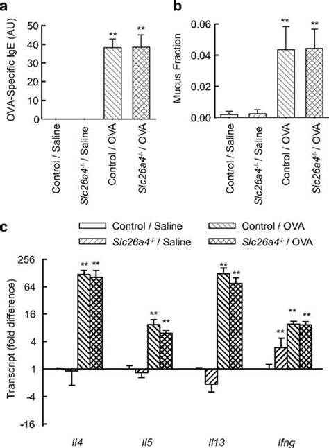 The Epithelial Anion Transporter Pendrin Is Induced By Allergy And