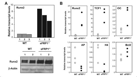 In Vivo Regulation Of Osteogenic Differentiation By The WNT Pathway A