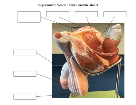 Reproductive System Male Genitalia Model Diagram Quizlet