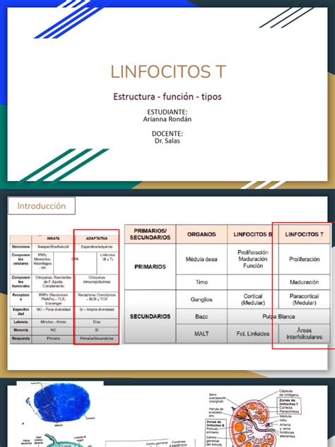 Linfocitos T 2 Pdf