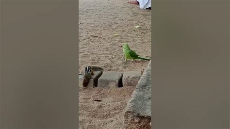 ජය ශ්‍රී මහා බෝ සමිඳු අභියස දී Youtube