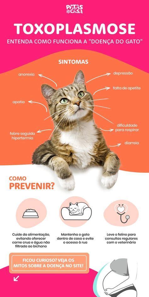 Toxoplasmose Infográfico Mostra Como é O Desenvolvimento Da Doença Do