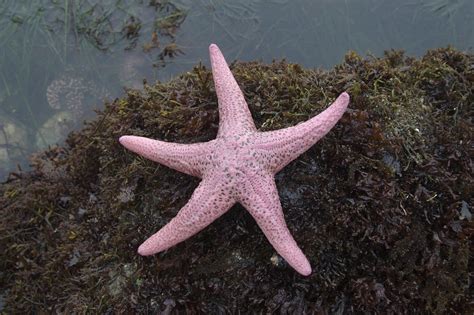 How Long Does It Take For A Starfish To Regenerate