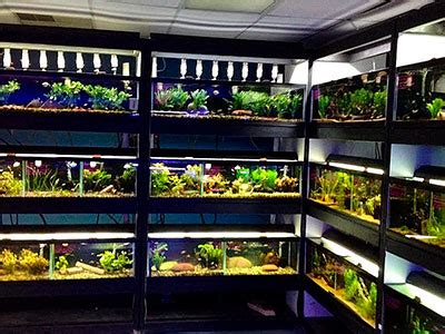 Aquarium Plants Omaha Bellevue Chalco Elkhorn NE