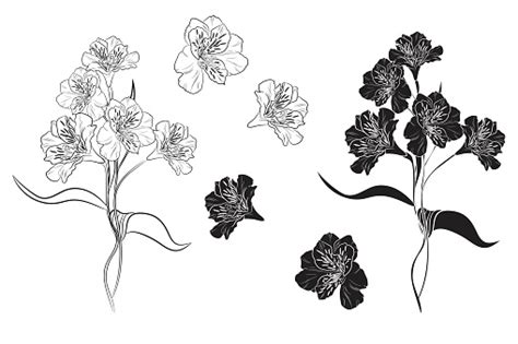 아름 다운 라인 블랙 화이트 Alstroemeria 꽃 분기 고립 벡터 일러스트입니다 흰색 배경입니다 꽃 식물에 대한 스톡 벡터