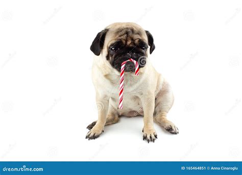Triste Perro De Pug Inocente Con Caramelos Retorcidos Rojo Y Blanco