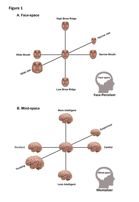 Multidimensional Representational Spaces Face Space And Mind Space Download Scientific Diagram