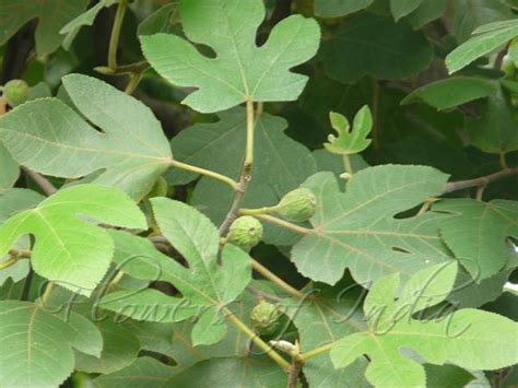 Ficus Carica Anjeer