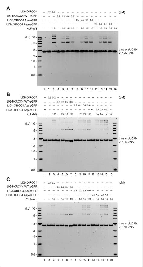 Xrcc4 And Xlf Phospho Mimetics Do Not Bridge Dna Ends But Are