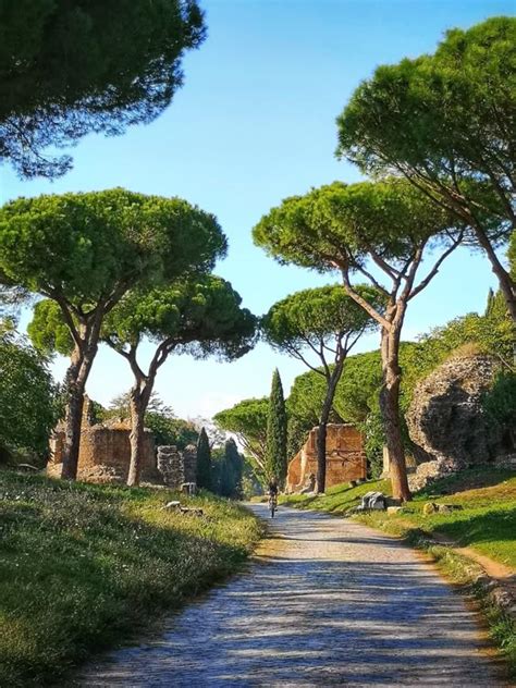 Italian Trees Rome 2024 20 Best Ideas You Will Love