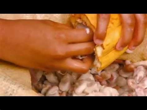 How Its Made Cocoa Beans YouTube