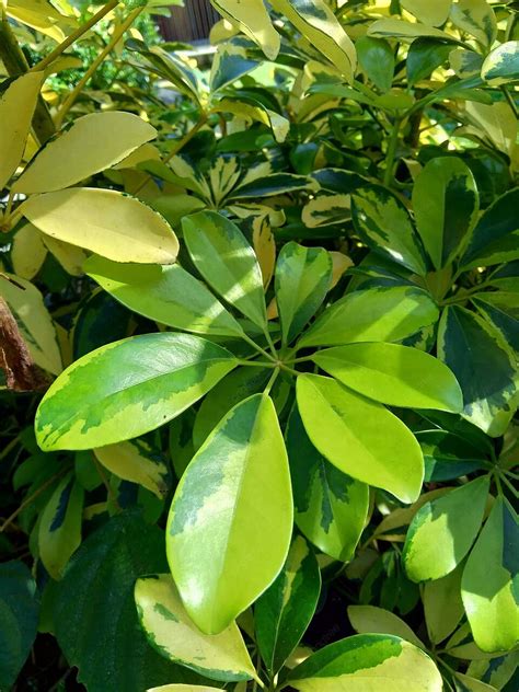 Dwarf Umbrella Tree Schefflera Arboricola In Natural Setting Photo