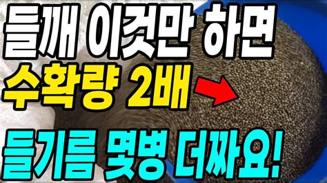 들깨 이것만 하면 수확량 2배 이 방법으로 들기름 몇병 더 짜요 이렇게 하면 대박 Youtube