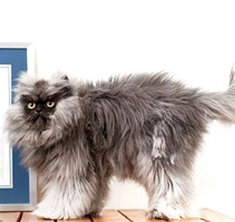 Colonel Meow Longest Fur On A Cat Guinness World Records Love Meow