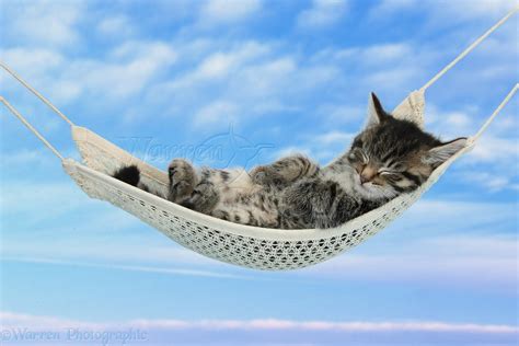 Cute Tabby Kitten Sleeping In A Hammock Photo Wp40339