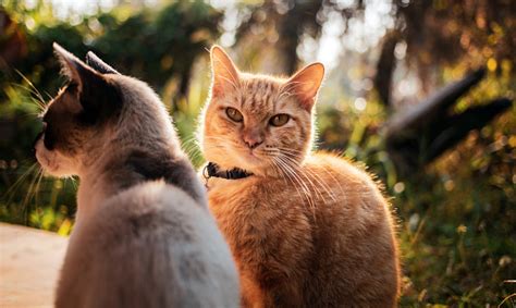 두 마리의 고양이 생강 얼룩 무늬 어린 고양이가 아침 햇살과 함께 정원의 콘크리트 바닥에 앉아 있다흰 고양이와 오렌지 고양이 고양이 사료에 대한 스톡 사진 및 기타 이미지