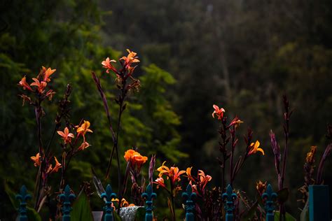 Petal Plant Flower And Botany 4k Hd Wallpaper
