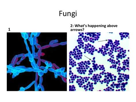 Micro Eukaryote Lab Flashcards Quizlet